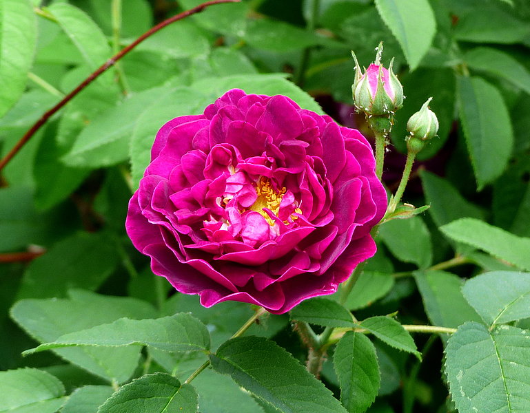 Stadt Meldorf: Rosengarten